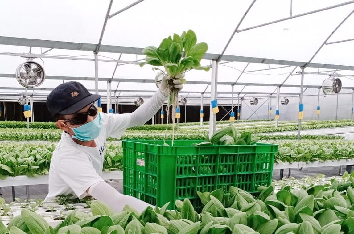 Kantongi Pendanaan Awal Rp 30 M, Beleaf Hadirkan Layanan Smart Farming ...